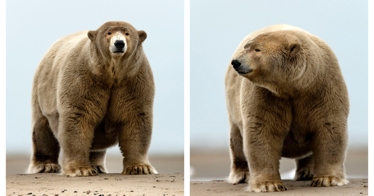 Galerie foto: Ursul polar dolofan care l-a luat prin surprindere pe un ...