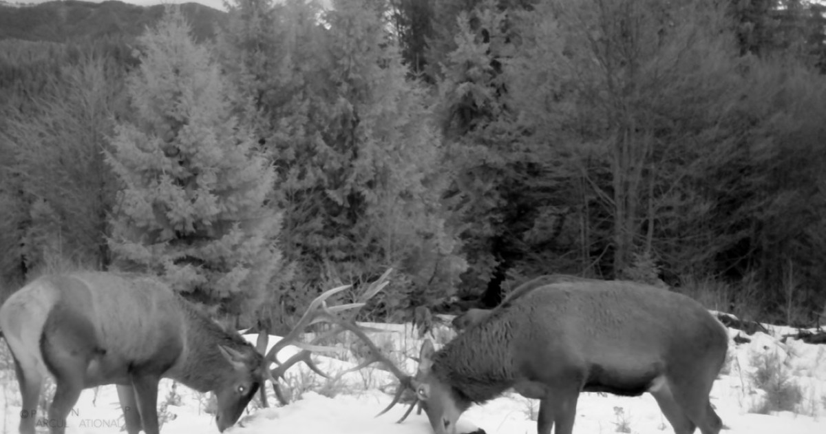 Cerbi filmați în timp ce se luptă