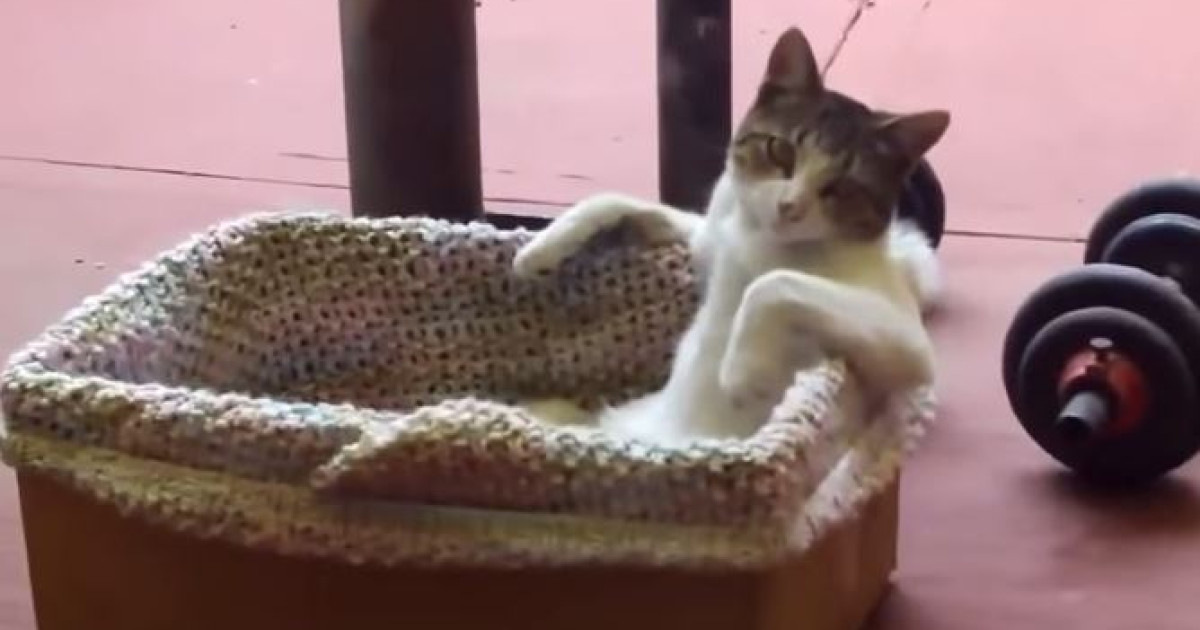 VIDEO. Animale simpatice care au cucerit internetul | Digi24