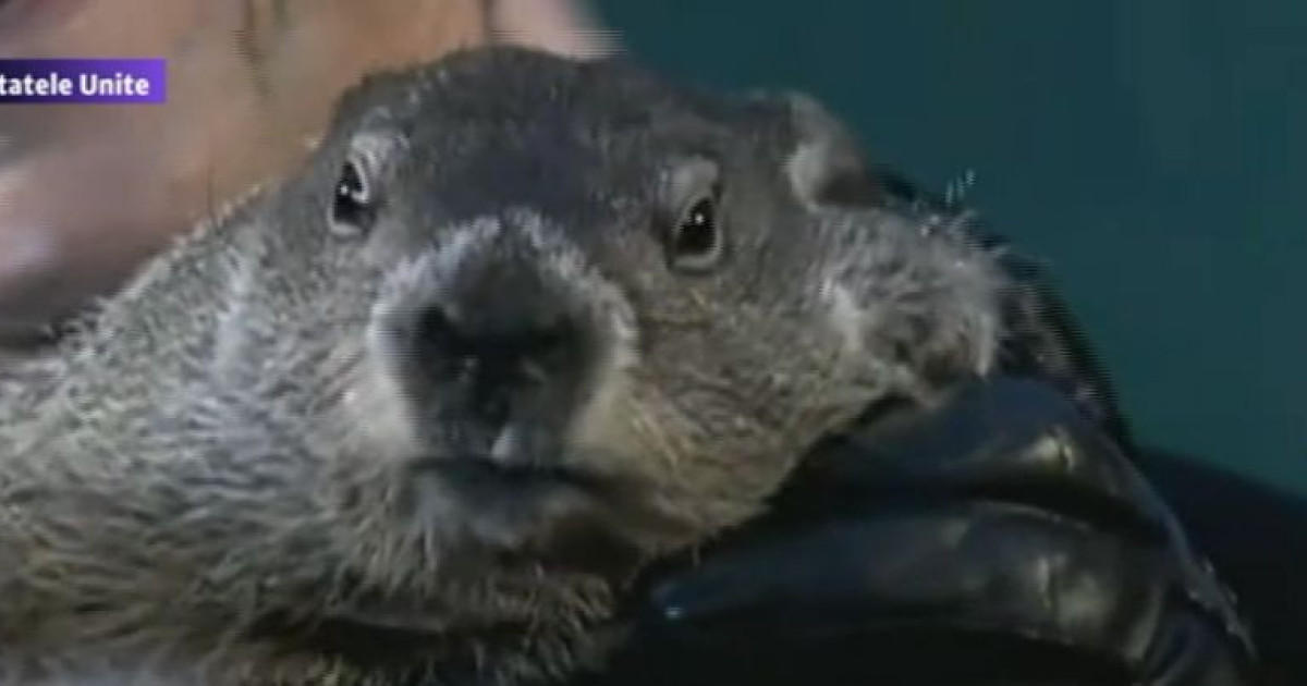 Predicția hârciogului Phil: încă șase săptămâni de iarnă în SUA | Digi24