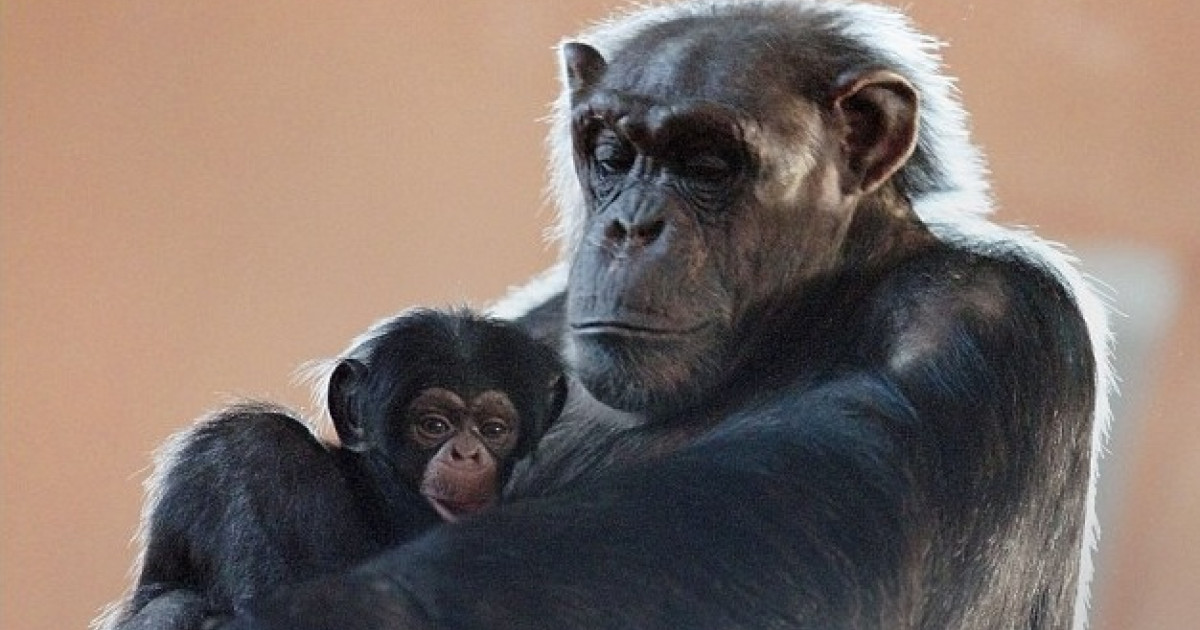 Doi cimpanzei au obținut statutul de „persoane” | Digi24