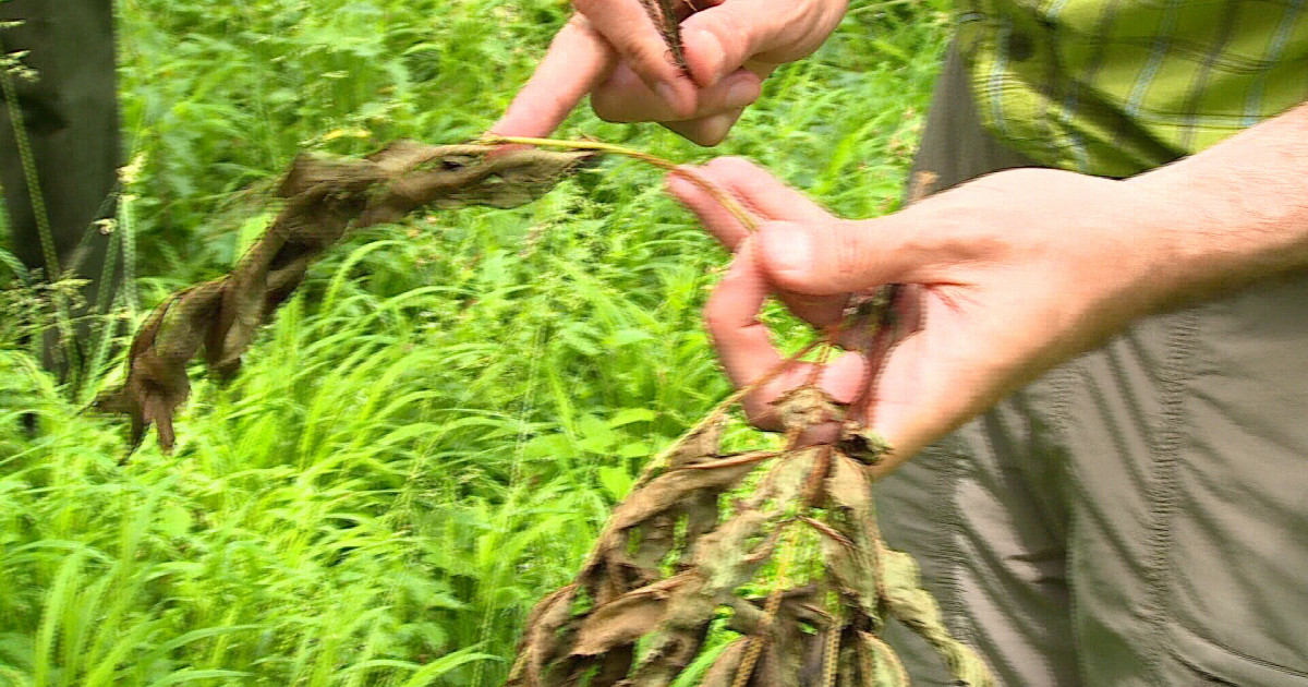 Frasinul, arbore pe cale de dispariţie | Digi24