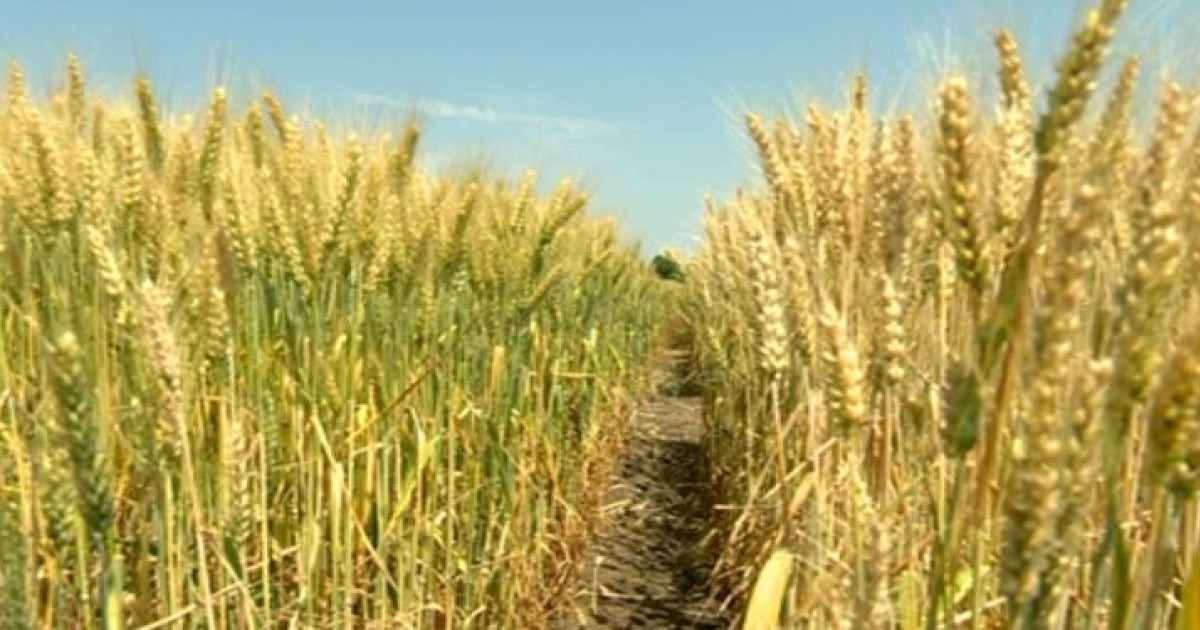 Pâine turcească din grâu românesc. Cercetătorii de la Fundulea exportă ...