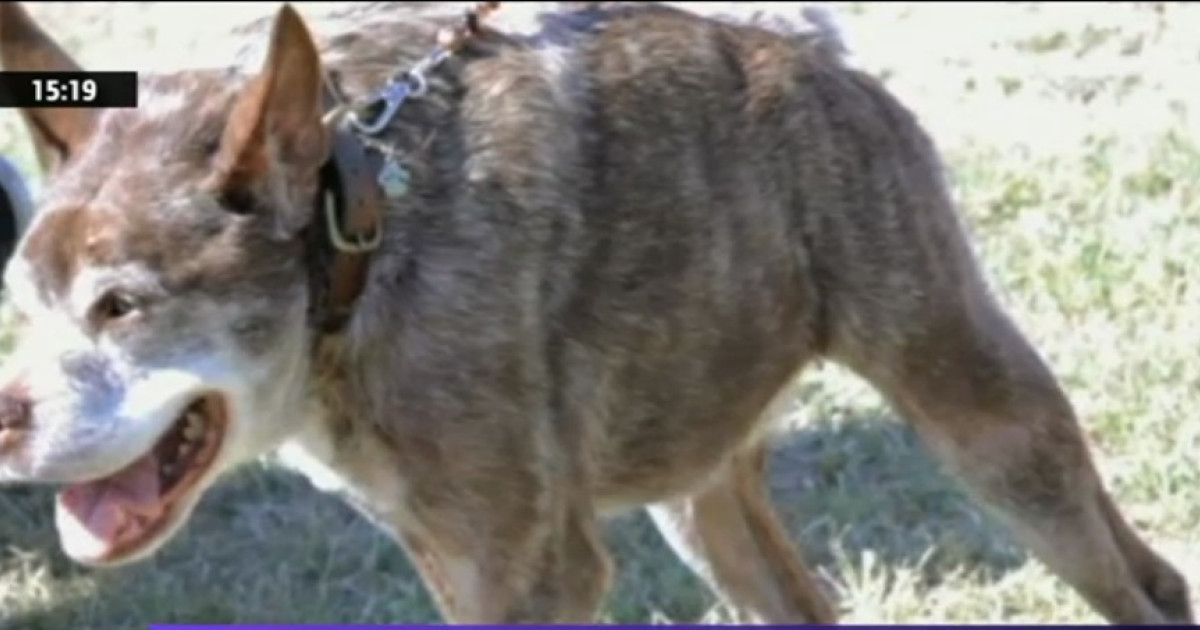 Cel mai urât câine din lume | Digi24