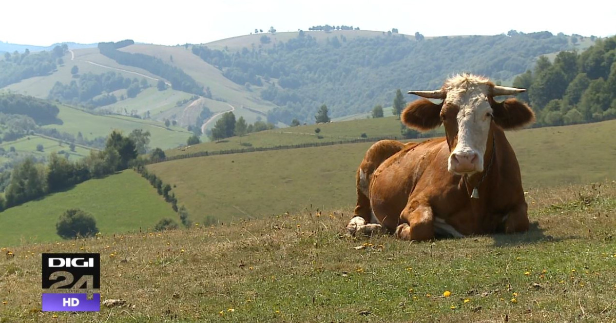 Al doilea sat ecologic din România | Digi24