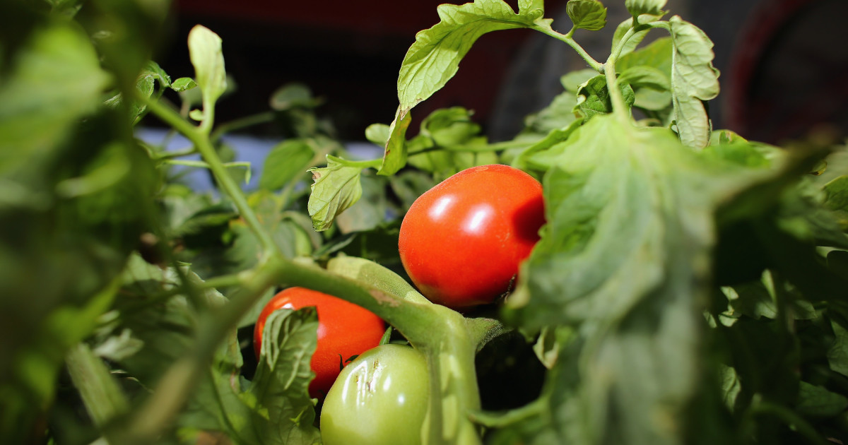 Legumele au gust de succes | Digi24