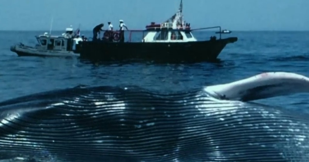 VIDEO. Balenă albastră salvată de pescari | Digi24