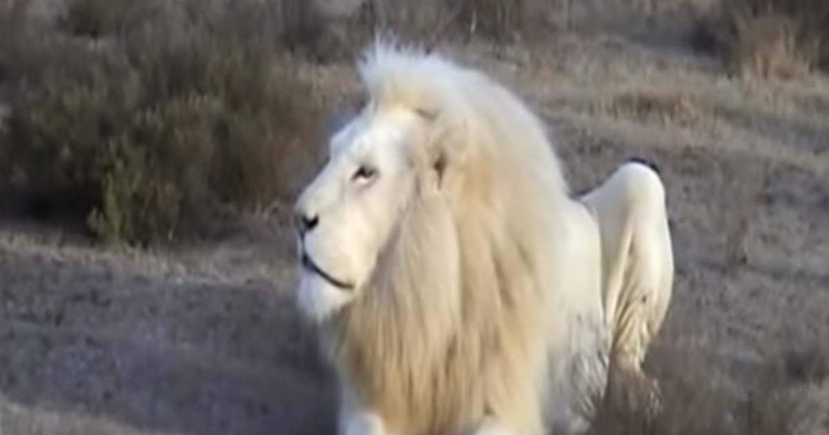 Un leu alb scăpat dintr-o grădină zoologică a fost ucis în Canada | Digi24