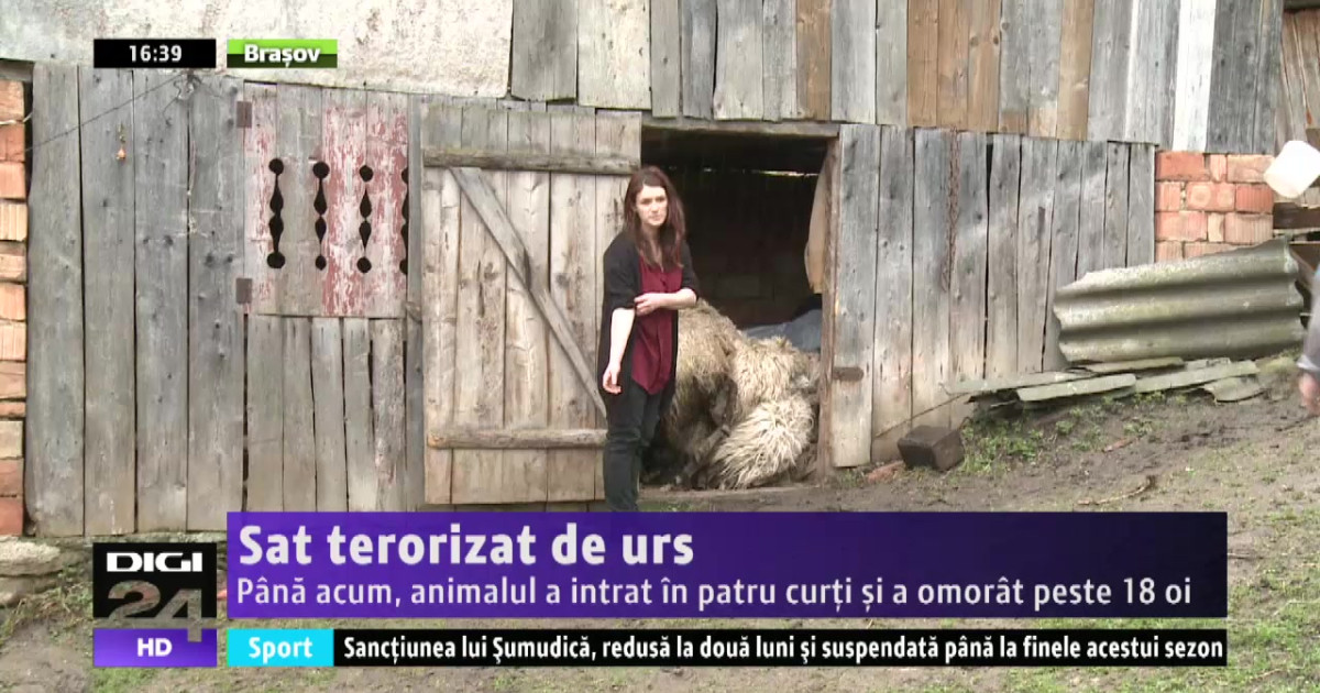 SIBIU. Sat terorizat de urs | Digi24