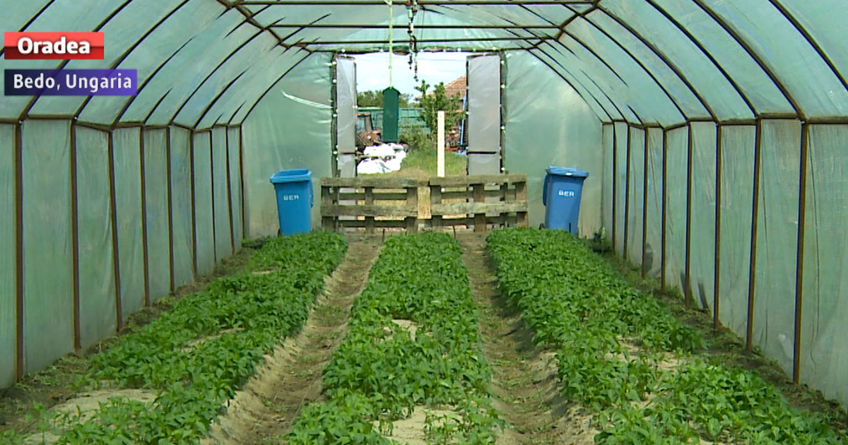 Legume proaspete, alternativa pentru lapte și corn | Digi24