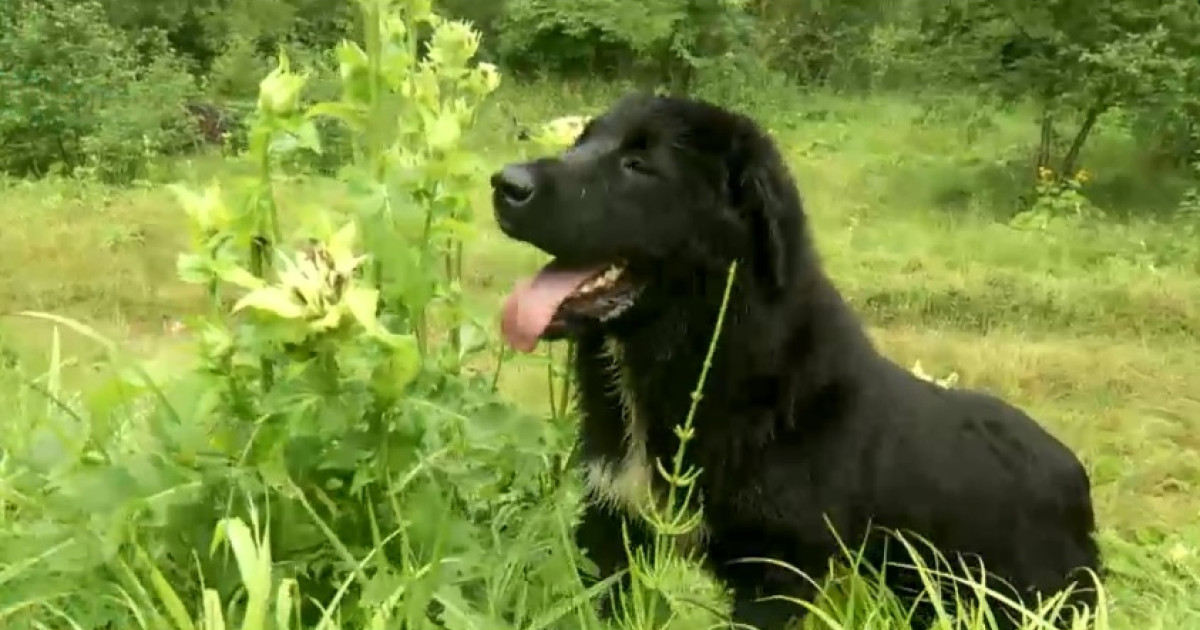 DIGIPET. Ciobănescul Românesc Corb | Digi24