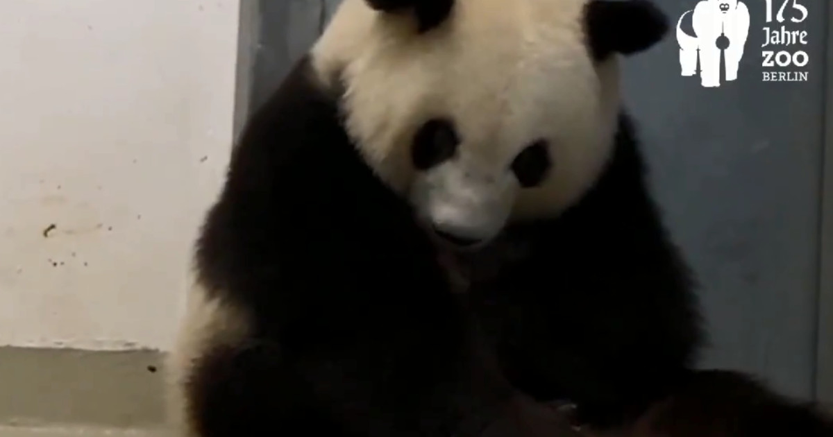 VIDEO. Primii pui de panda uriaș născuți la Grădina Zoologică din ...