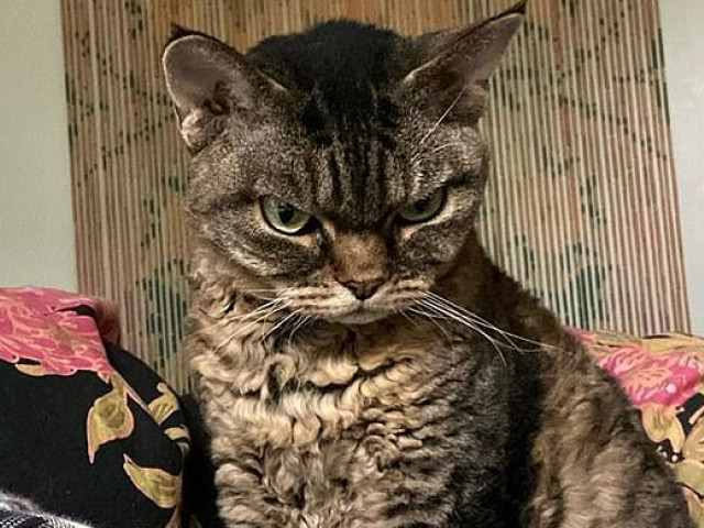 Grumpy Barbara, pisica adoptată dintr-un adăpost care a devenit star pe ...