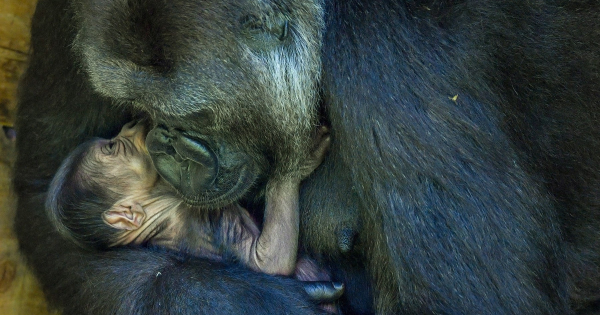 Un pui de gorilă dintr-o specie pe cale de dispariție s-a născut la ...