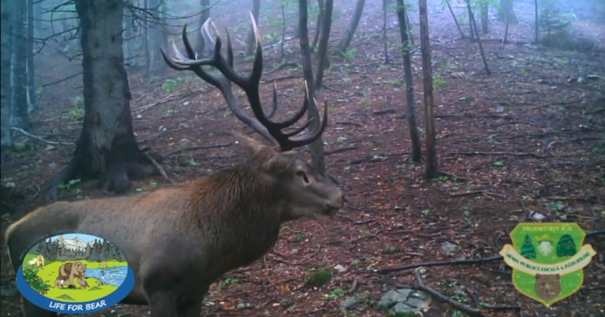 VIDEO. Imagini inedite cu cerbi care se duelează în Pădurile Braşovului ...