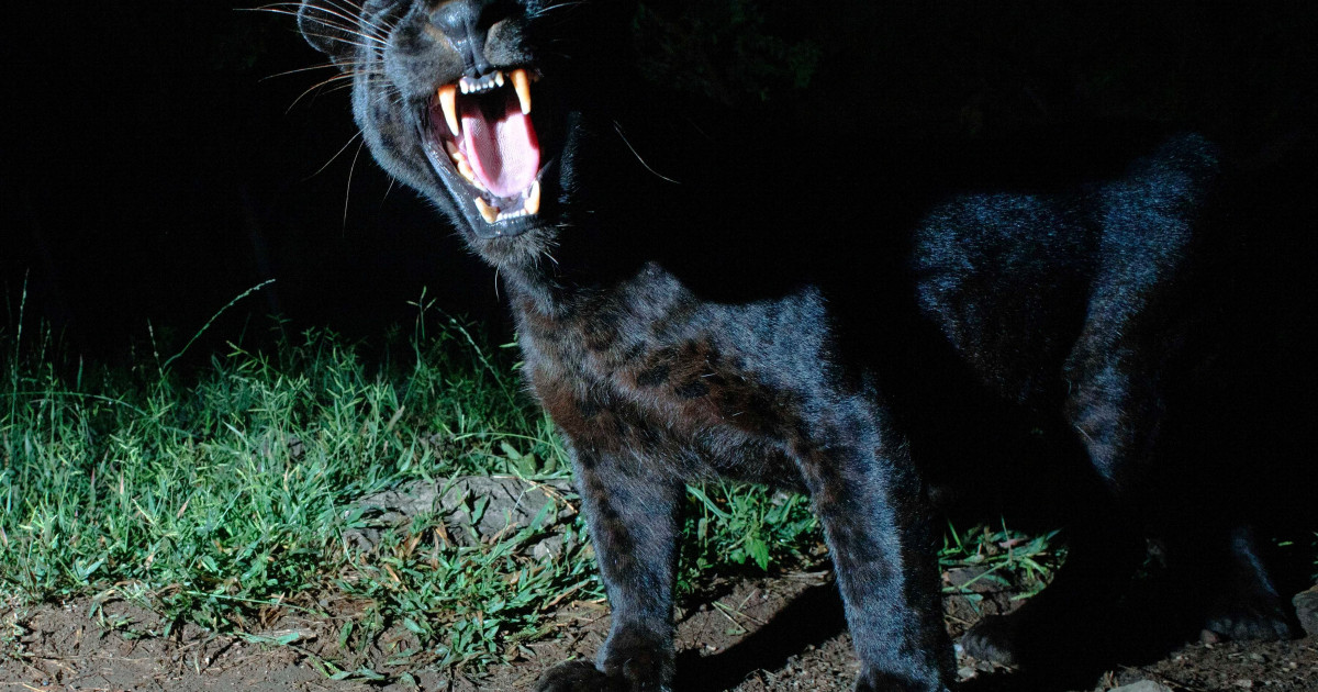 Pantera neagră dispărută din Bulgaria ar fi fost observată de doi ...