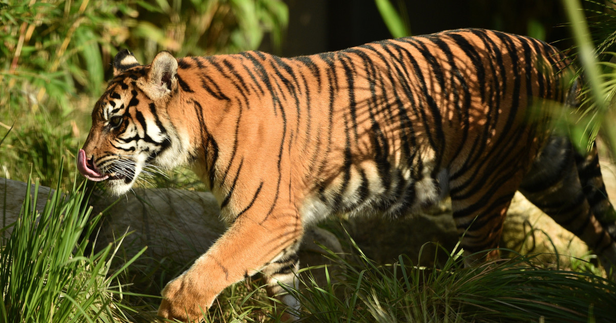 Tigrul care a mers 3.000 de kilometri | Digi24