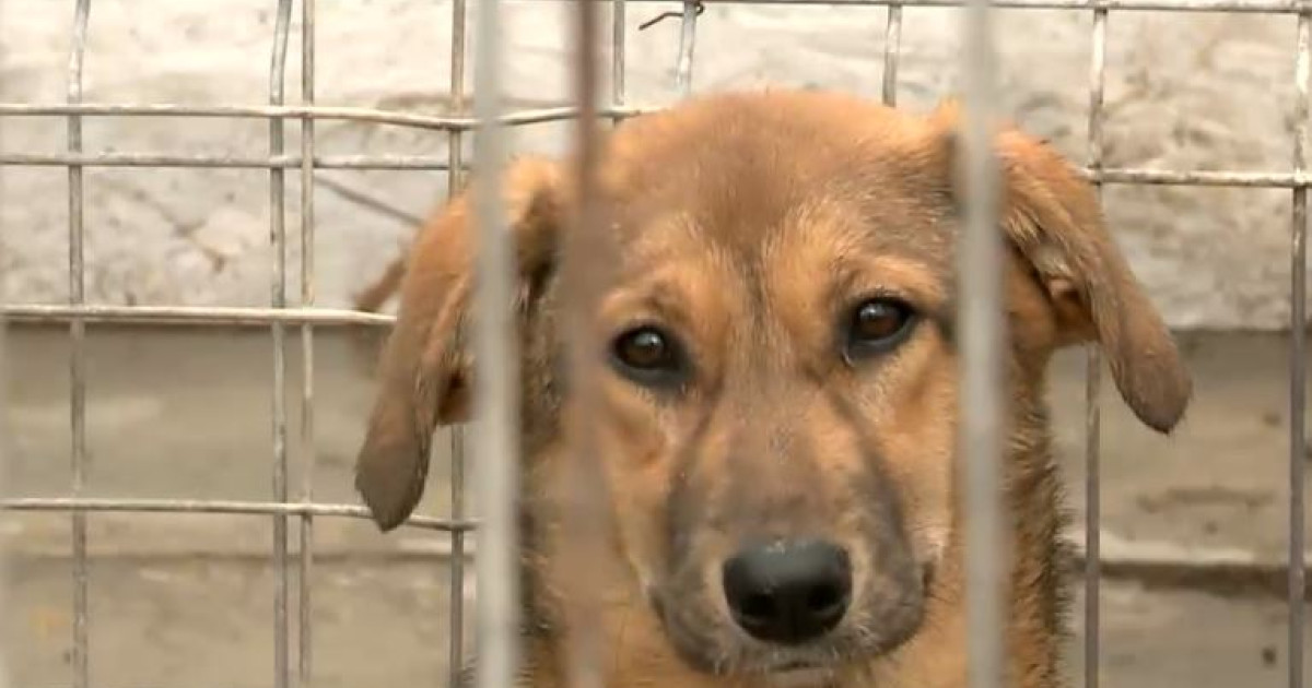 Românii au adoptat mai multe animale de companie în perioada pandemiei ...