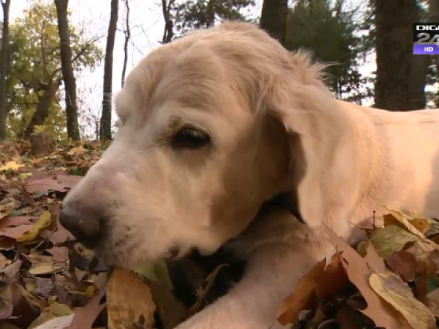 Cățel salvat de la moarte de un chirurg uman