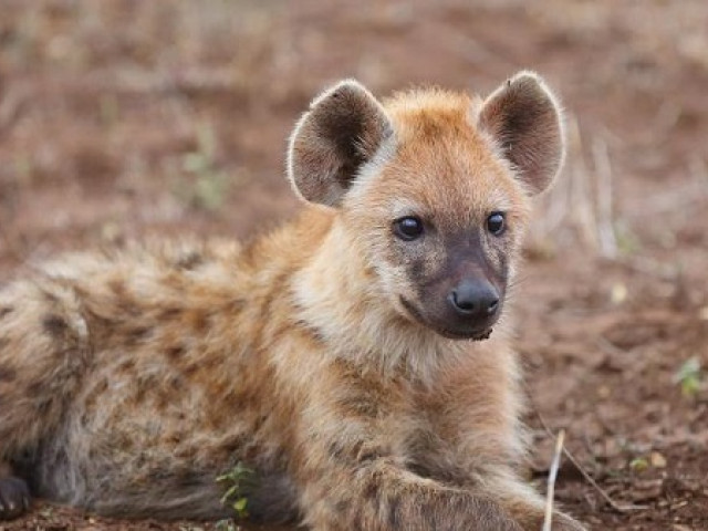 Digi Animal World: „Hiene”