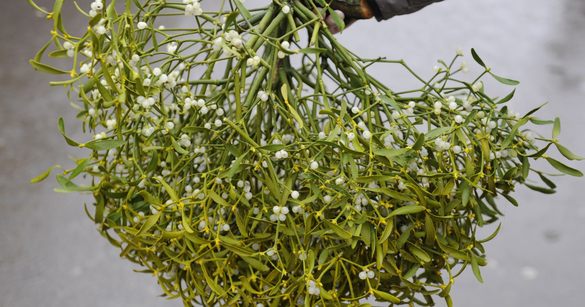 Legende despre vâsc, planta magică a nopții dintre ani | Digi24