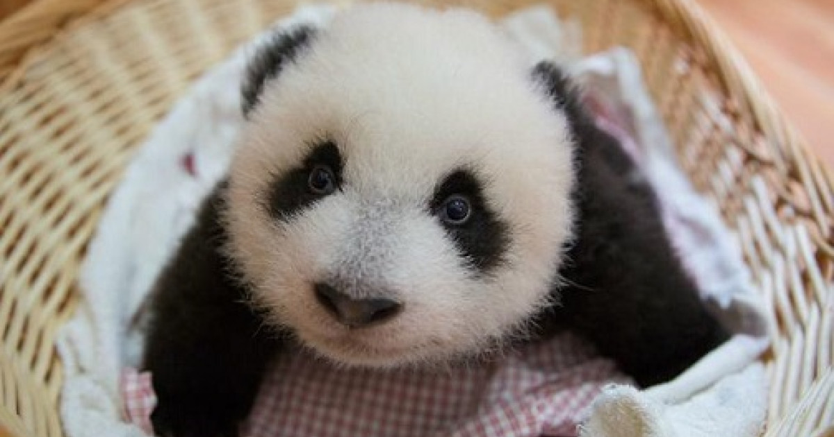Digi Animal World: Pui de panda | Digi24