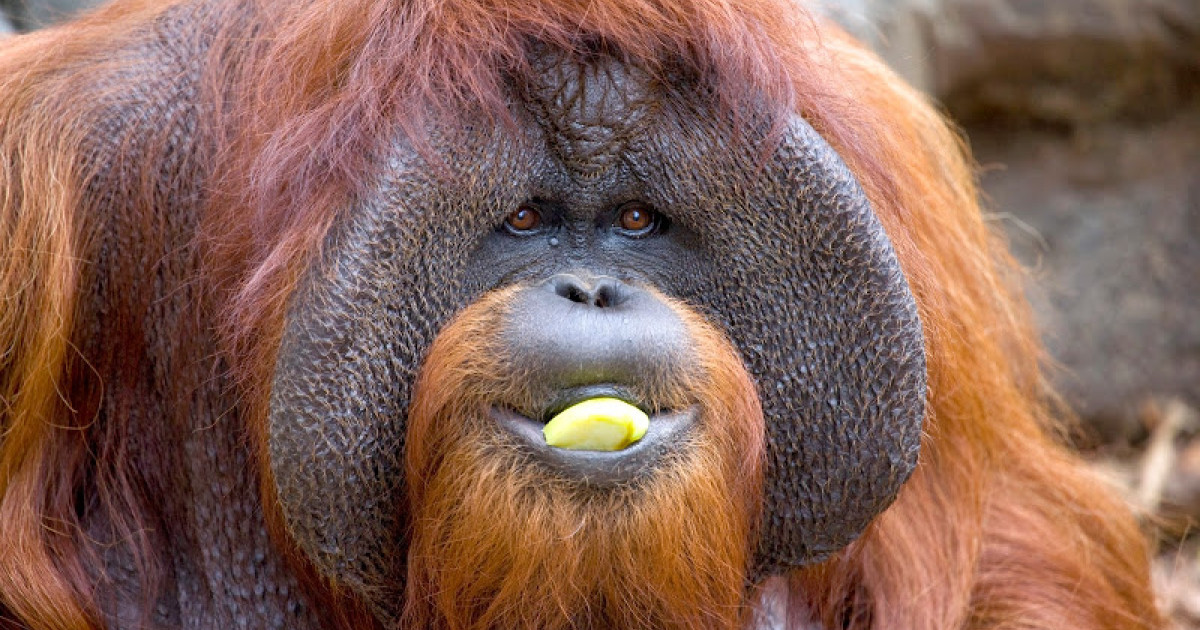 „Maimuța care a mers la colegiu” a murit | Digi24