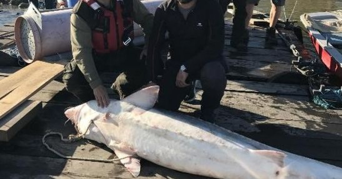 FOTO. Morun de 100 de kilograme, eliberat în Dunăre | Digi24