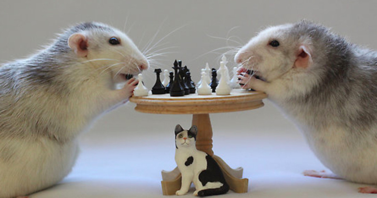 Șobolanii se ajută între ei în schimbul favorurilor? Concluziile ...