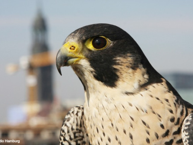 Hamburg& Salbaticia orasului