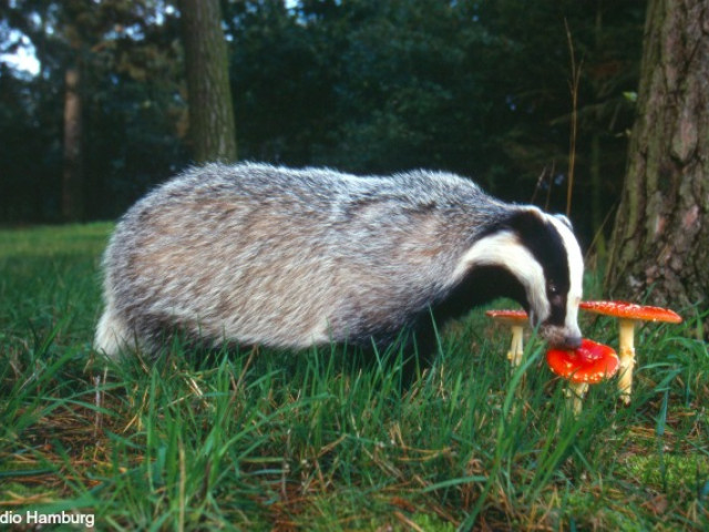 Bursuci& la malul marii