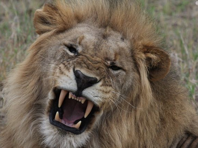 Operatiunea Pasarea Phoenix