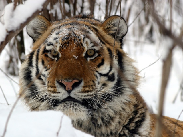 Tigrul zapezilor