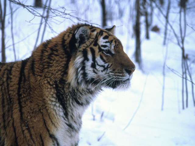 Tigrii supravietuitori