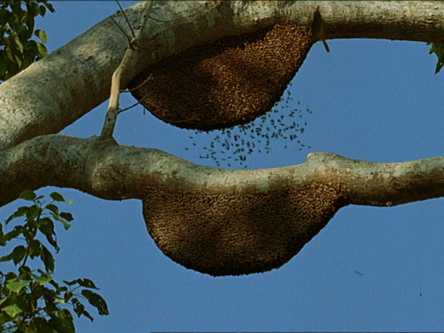 Copacii fermecati din Assam