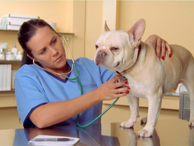 Colti& inotatoare si fildes