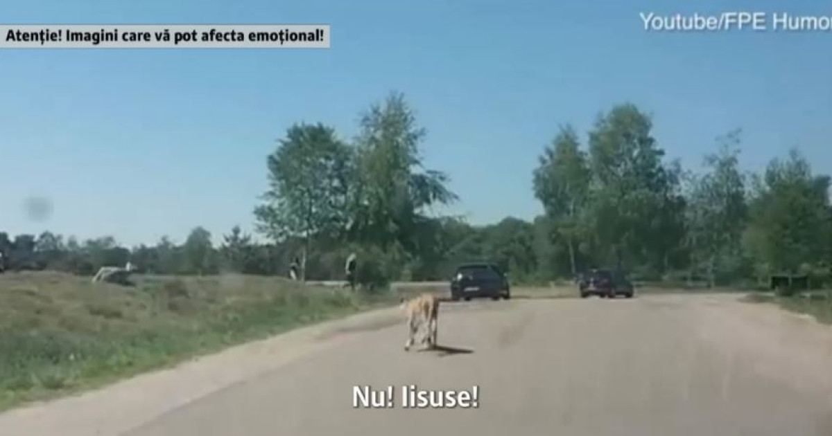 VIDEO. Turiști vânați de gheparzi la safari | Digi24