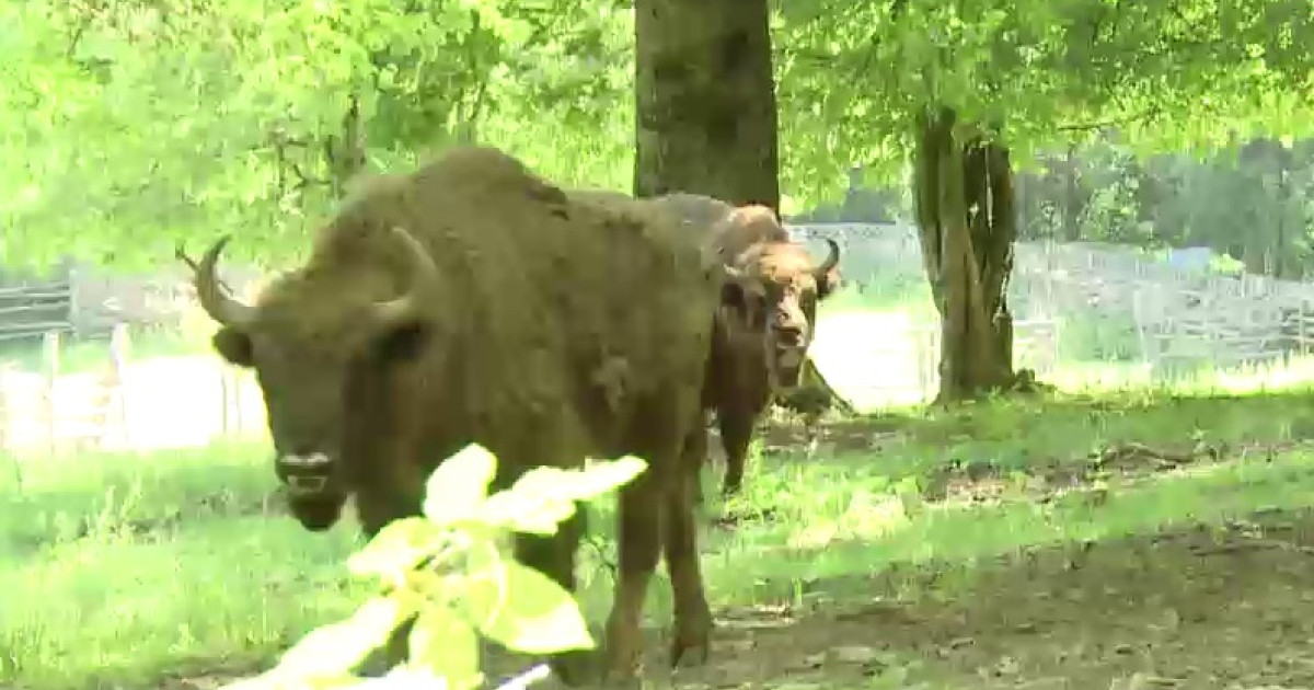 Roza, noul pui de zimbru de la Hațeg | Digi24