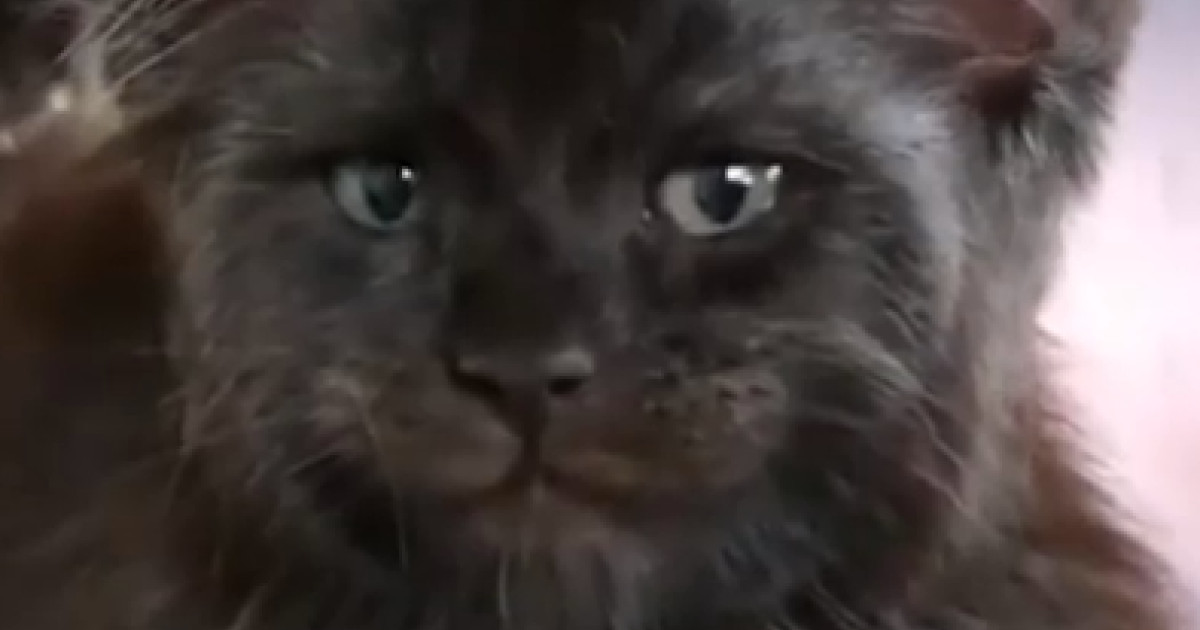 VIDEO | Felina cu chip uman, vedetă pe internet | Digi24