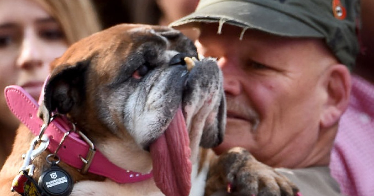 A murit cel mai urât câine din lume, la câteva săptămâni după ce a ...