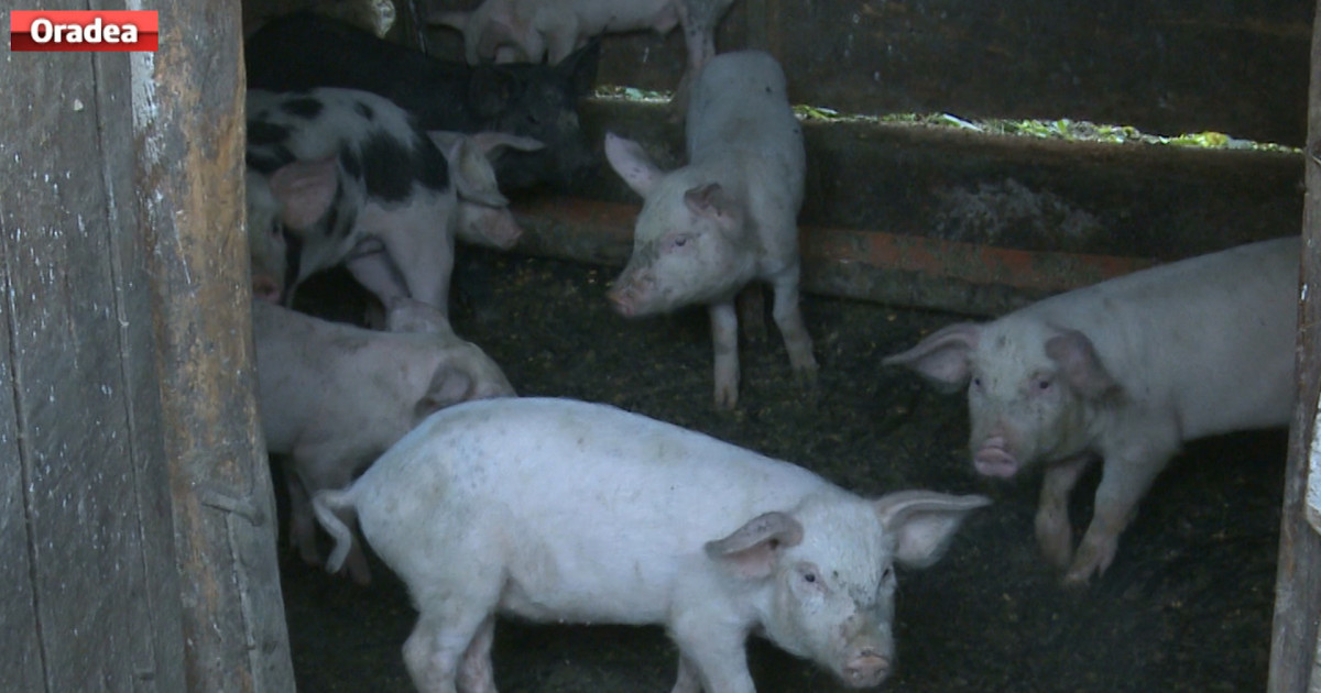 Niciun animal nu a mai murit în zonele din Bihor afectate de pesta ...