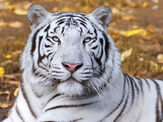 Îngrijitor de la o grădină zoologică, sfâșiat de un exemplar rar de ...