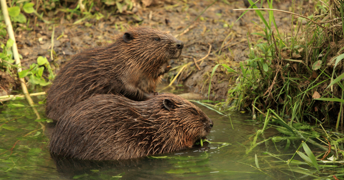 Castorii au lăsat fără internet un oraș din Canada | Digi24