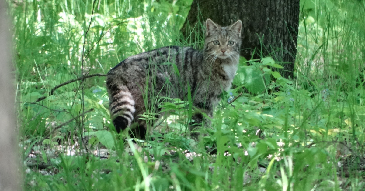 FOTO: Imagini foarte rare cu o pisică sălbatică. Felina, observată ziua ...