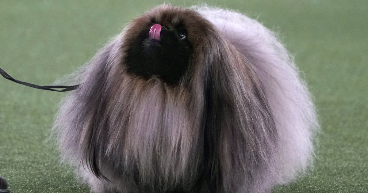 Pechinezul Wasabi a câştigat competiţia Westminster Dog Show din New ...