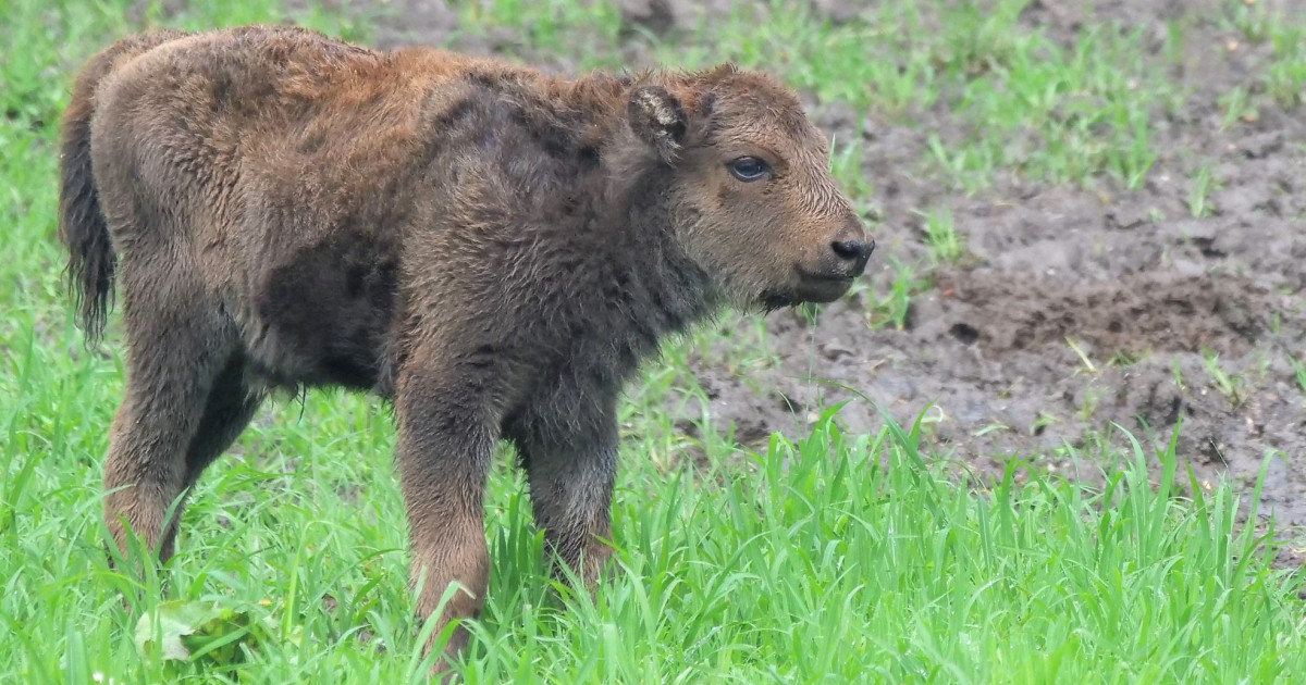 Imagini rare din rezervația de zimbri din Hațeg. Romică, cel mai tânăr ...