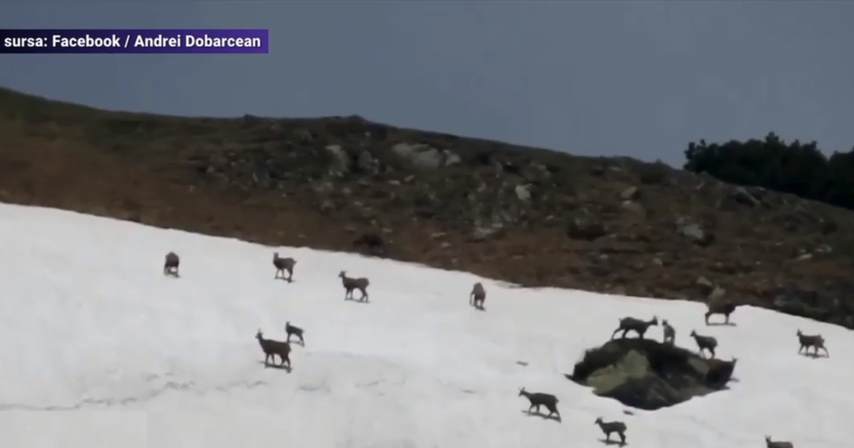 Imagini rare. Zeci de capre negre au fost filmate în Retezat | Digi24