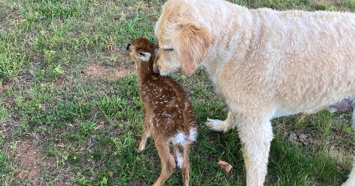 Un labrador a salvat de la înec un pui de căprioară. Imaginile care au ... Un labrador a salvat de la înec un pui de căprioară. Imaginile care au ...