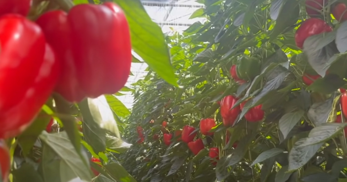 Efectul „devastator” al Brexitului. Legumele și fructele din Marea Britanie putrezesc pe câmp ...