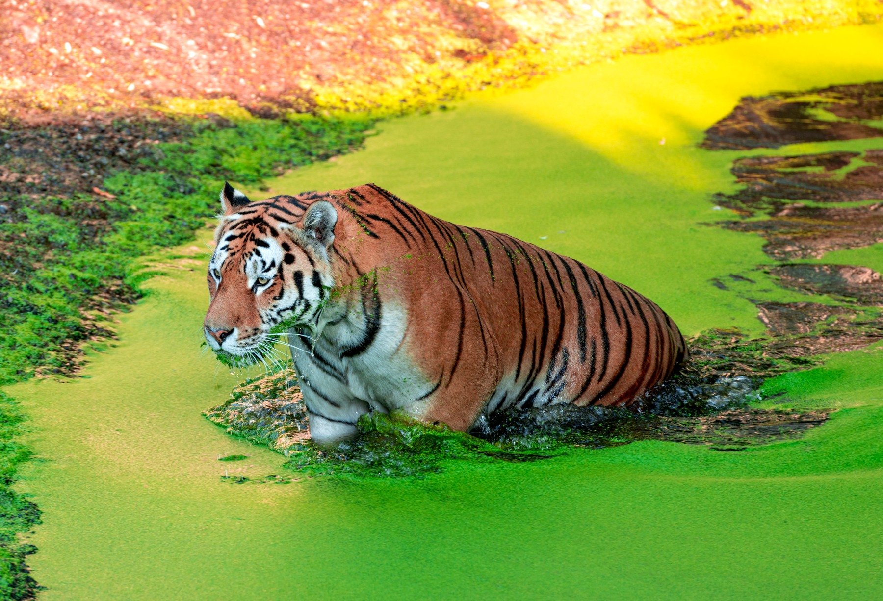 Imagini spectaculoase cu un tigru siberian care se scufundă într-un lac ...